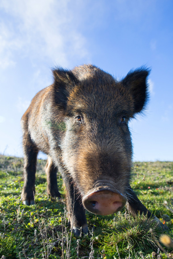 Perché diciamo “porco cane” (e che senso ha) | Parolacce